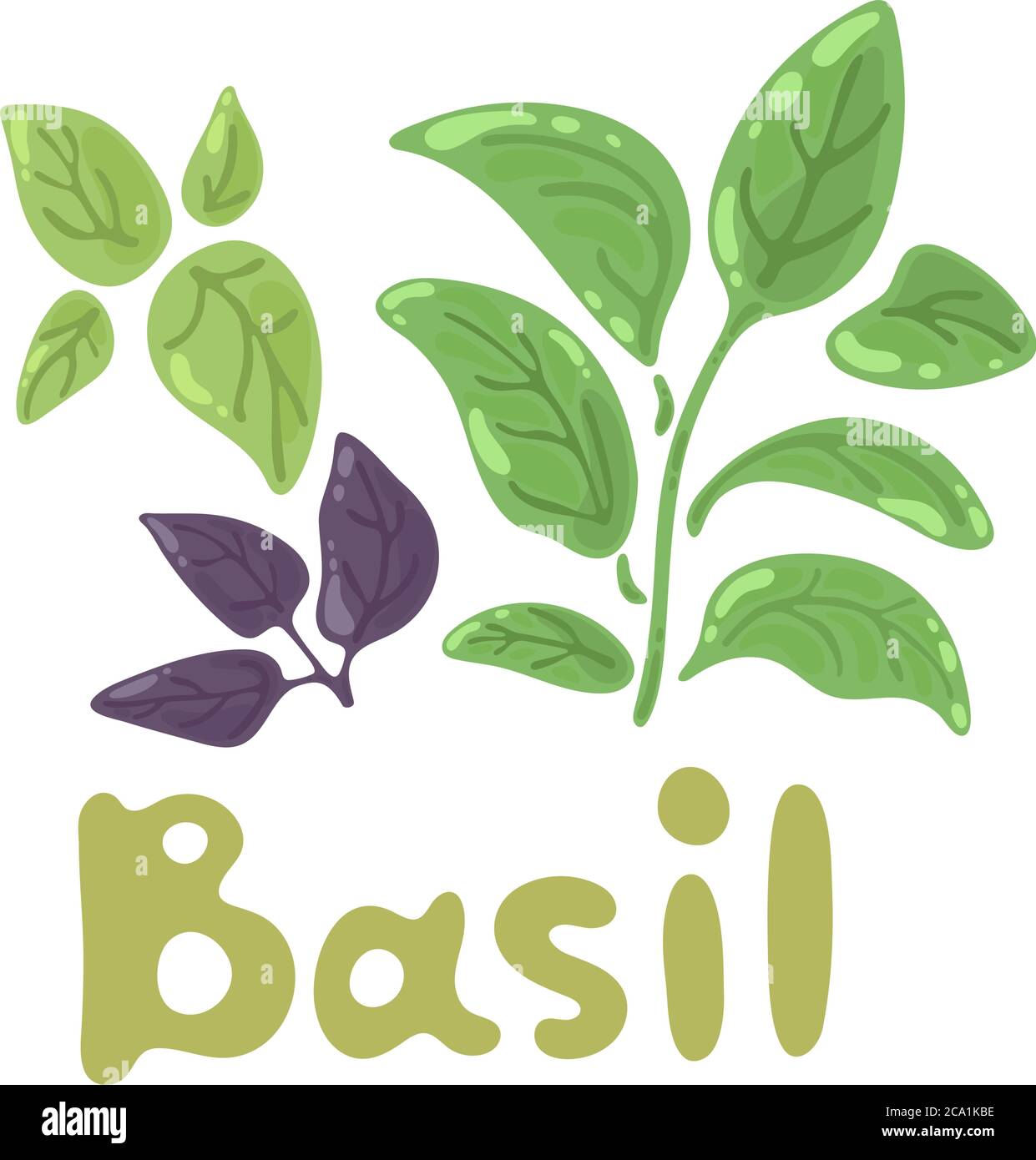 Basil Leaves Clip Art