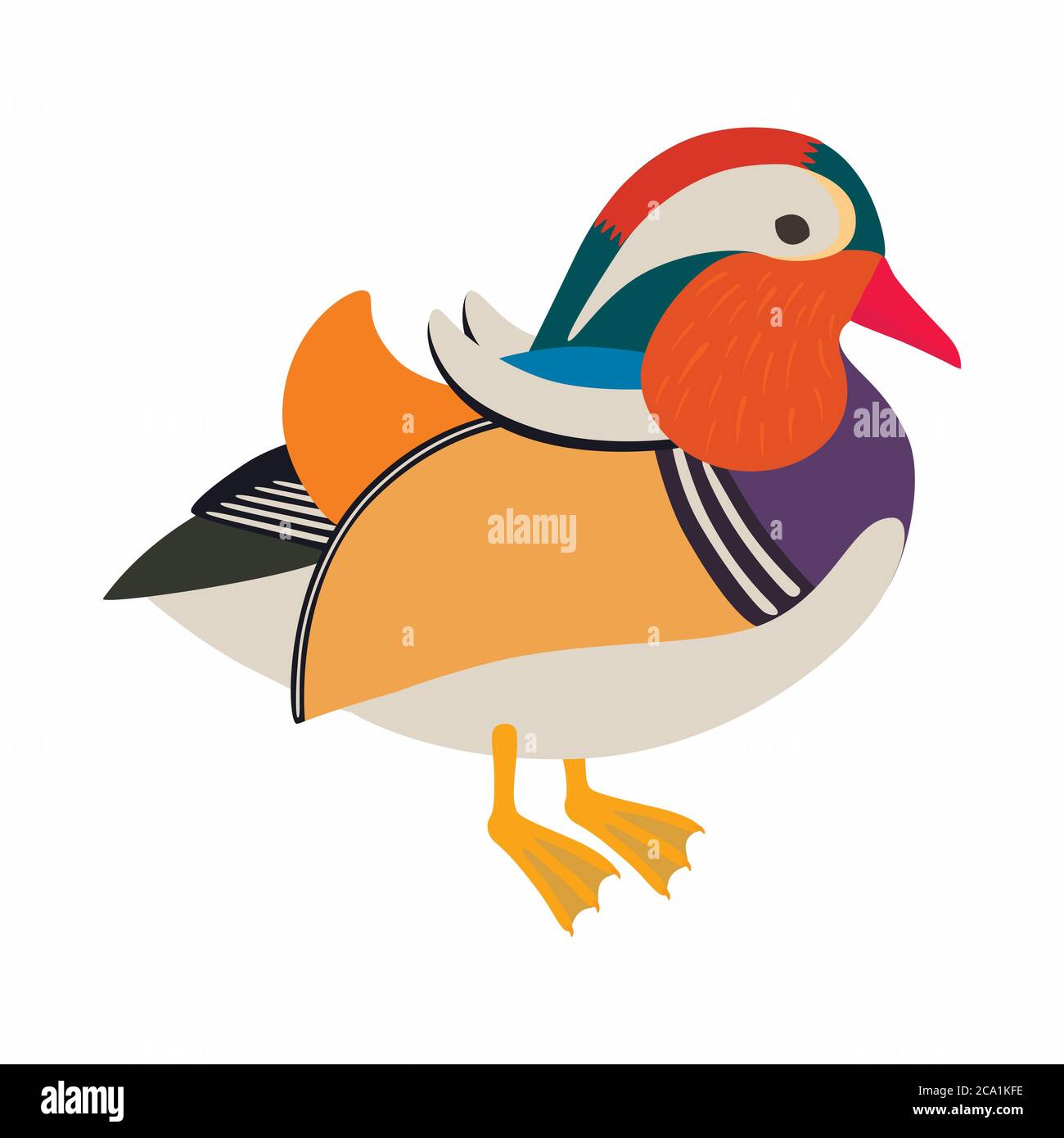 Mandarin duck illustration hi-res stock photography and images - Alamy