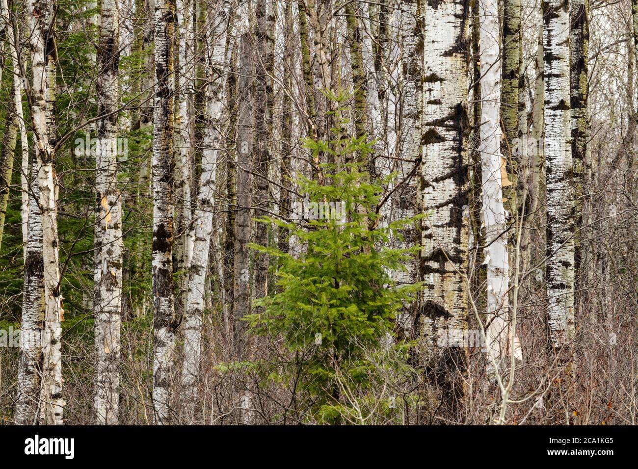Timmins, ontario hi-res stock photography and images - Alamy