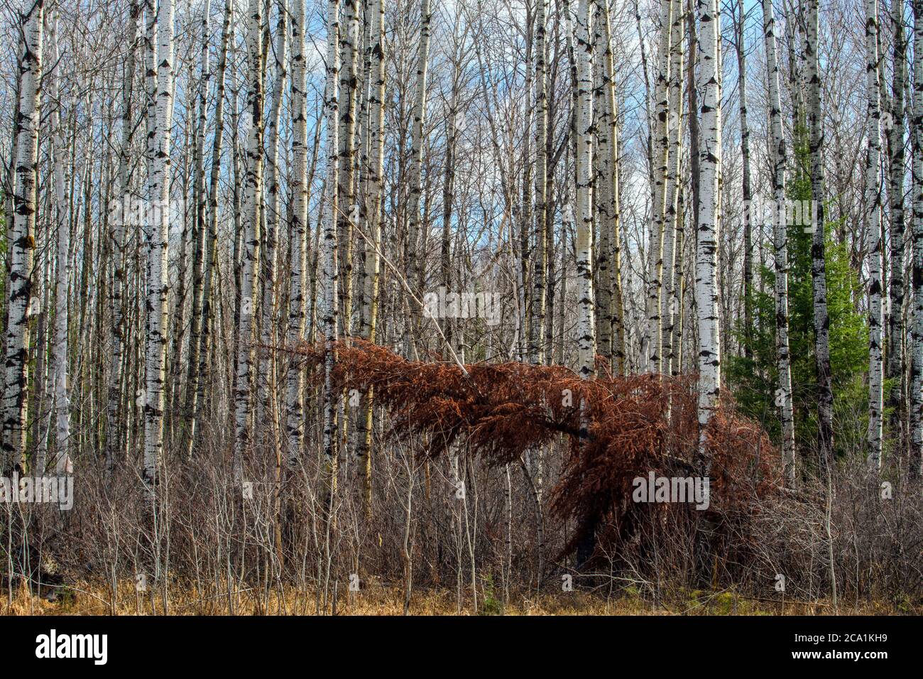 Timmins, Ontario High Resolution Stock Photography and Images - Alamy
