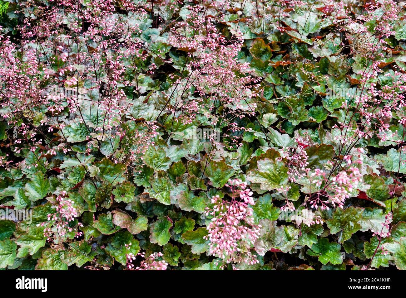 Pink heuchera plant hi-res stock photography and images - Alamy