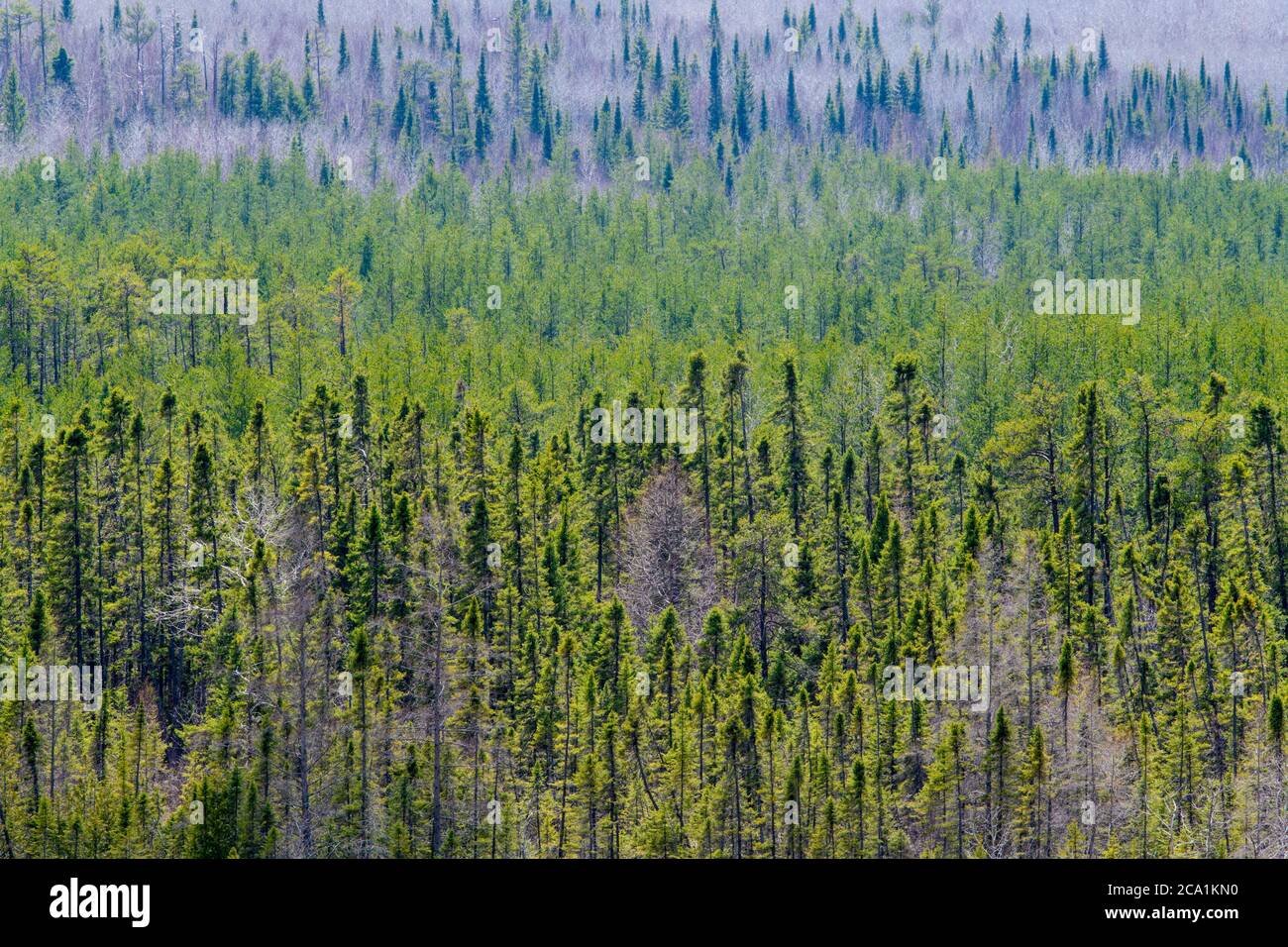 The boreal forest in early spring from the Bee Farm Pine South, Timmins ...