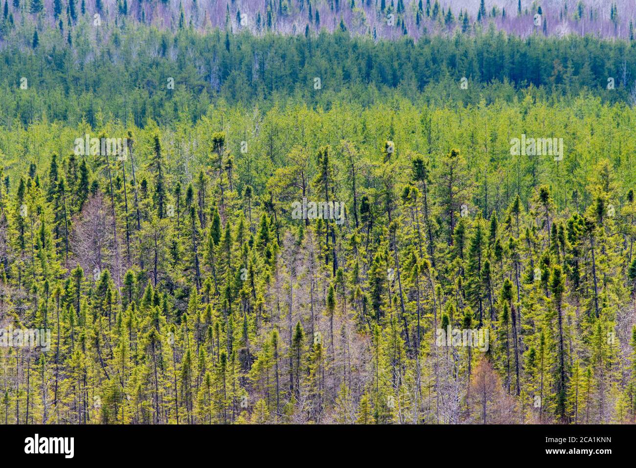 Coniferous Forest Spring