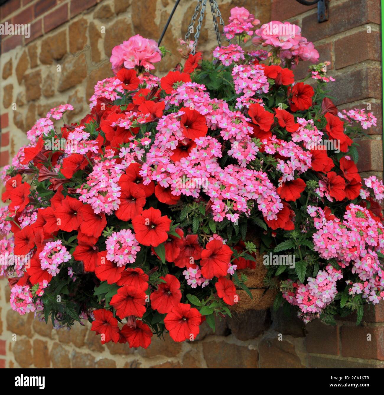 Hanging basket, red and pink combination, petunias, carstone wall Stock ...