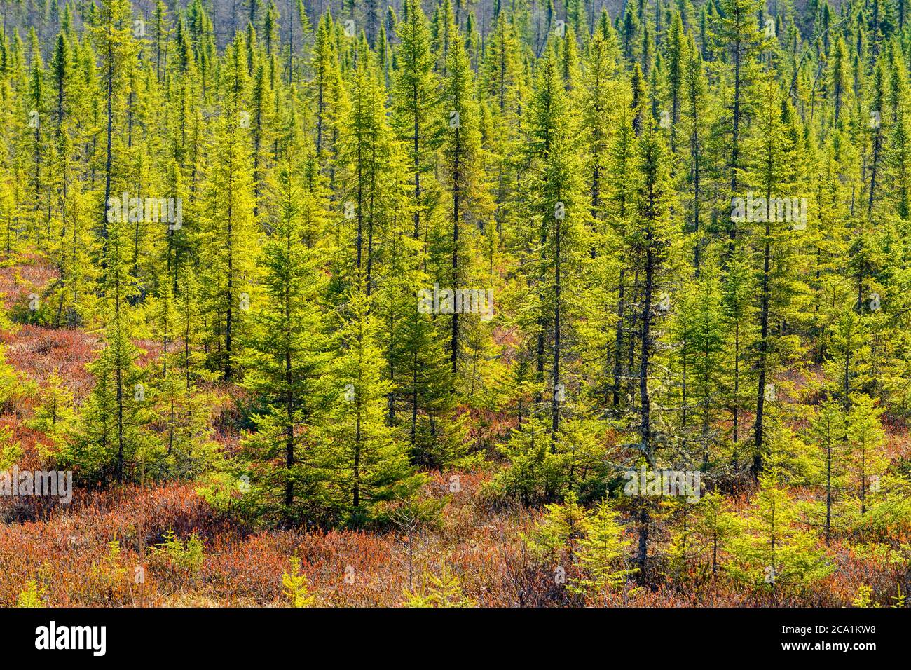 Leather leaf bog with black spruce in early spring, Hwy 144 south of ...