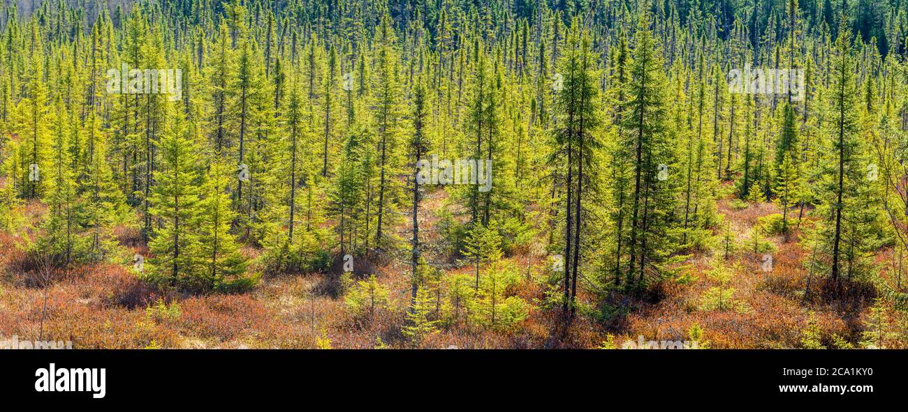 Black spruce bogs hi-res stock photography and images - Alamy