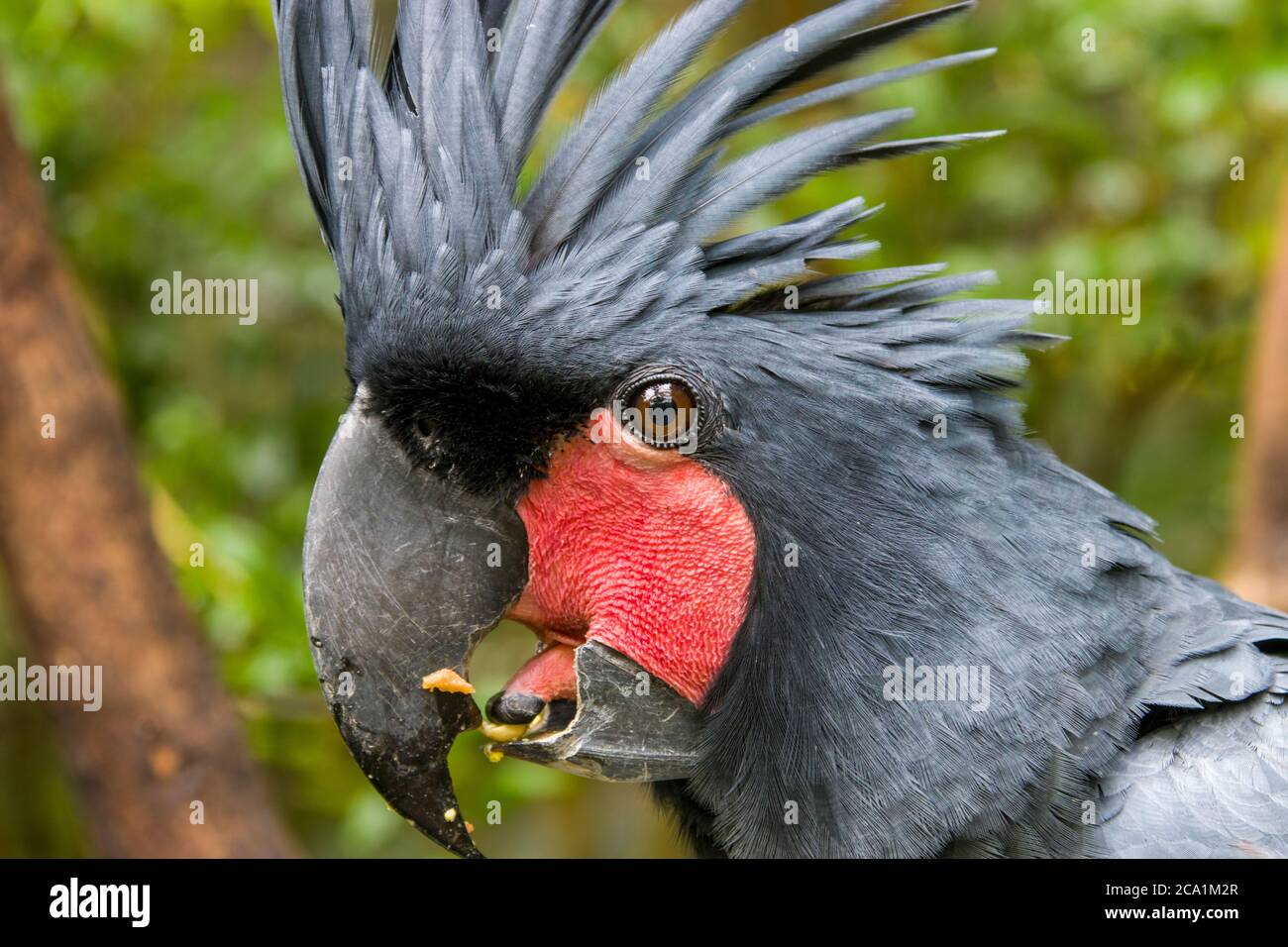 Goliath Black Palm Cockatoo
