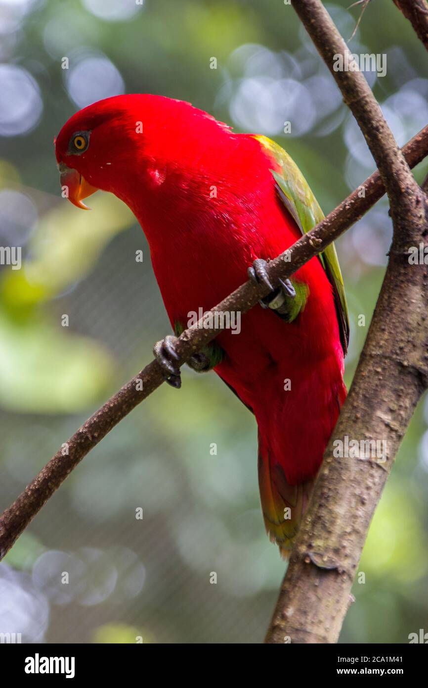 The chattering lory (Lorius garrulus) is a forest-dwelling parrot ...