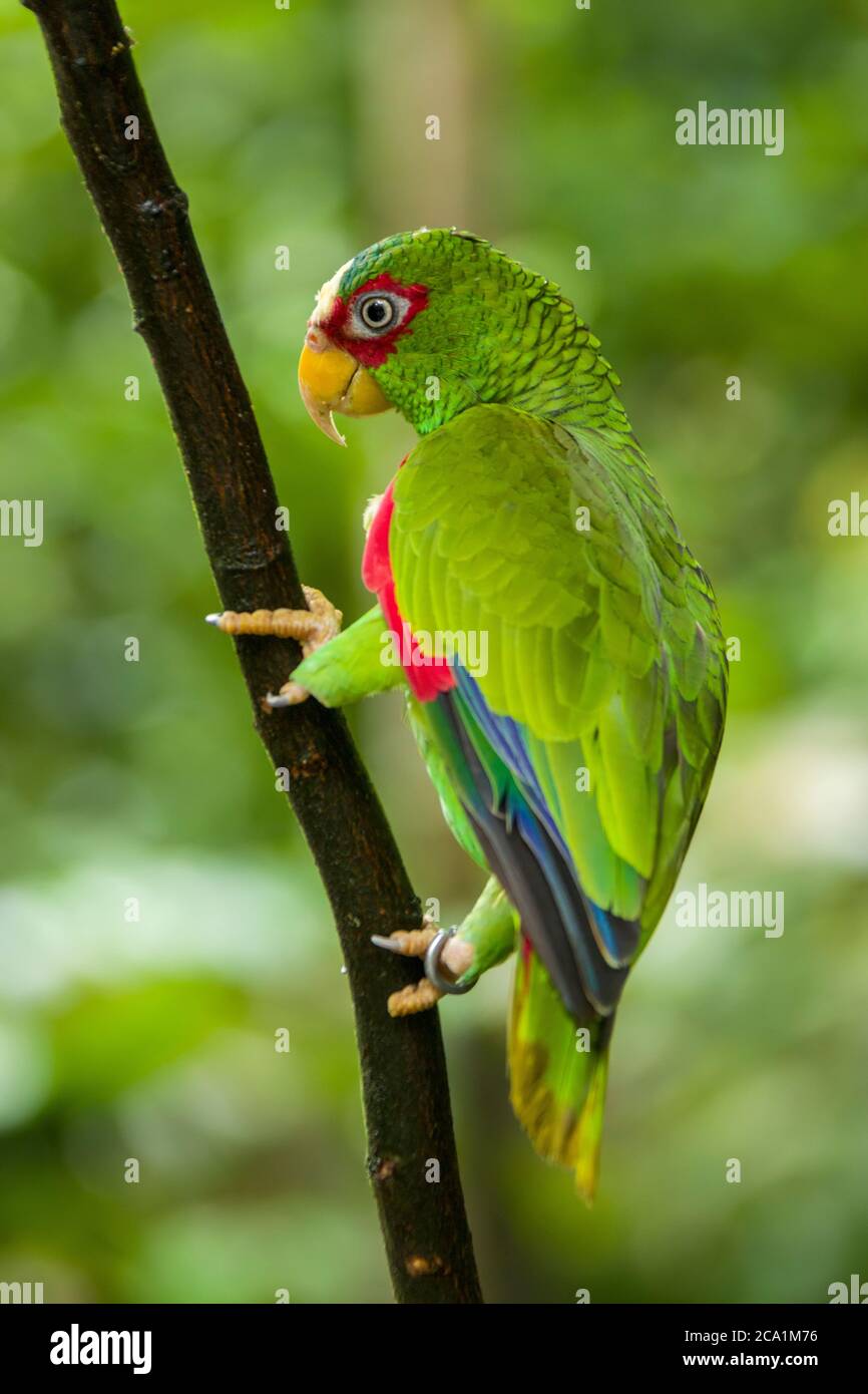 The white-fronted amazon (Amazona albifrons) is a Central American ...