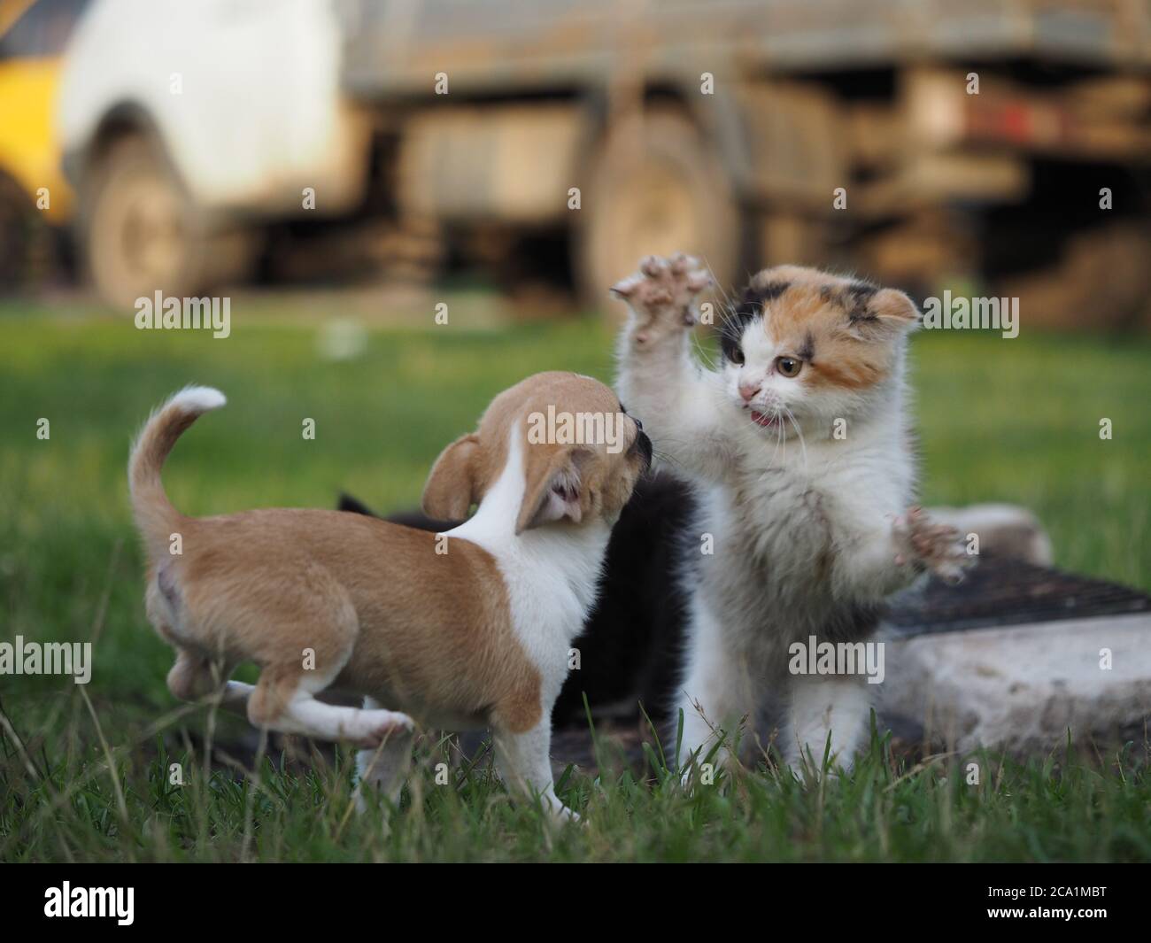 Cat and dog fight. A blow with his paw Stock Photo - Alamy