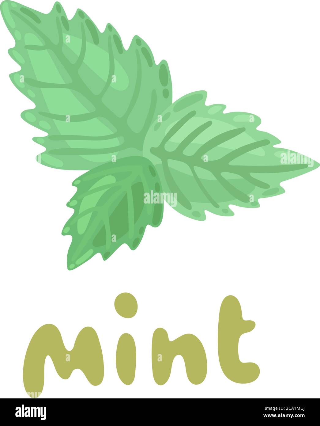 Mint icon. Culinary Herb. Cartoon fresh mint leaves on white background ...