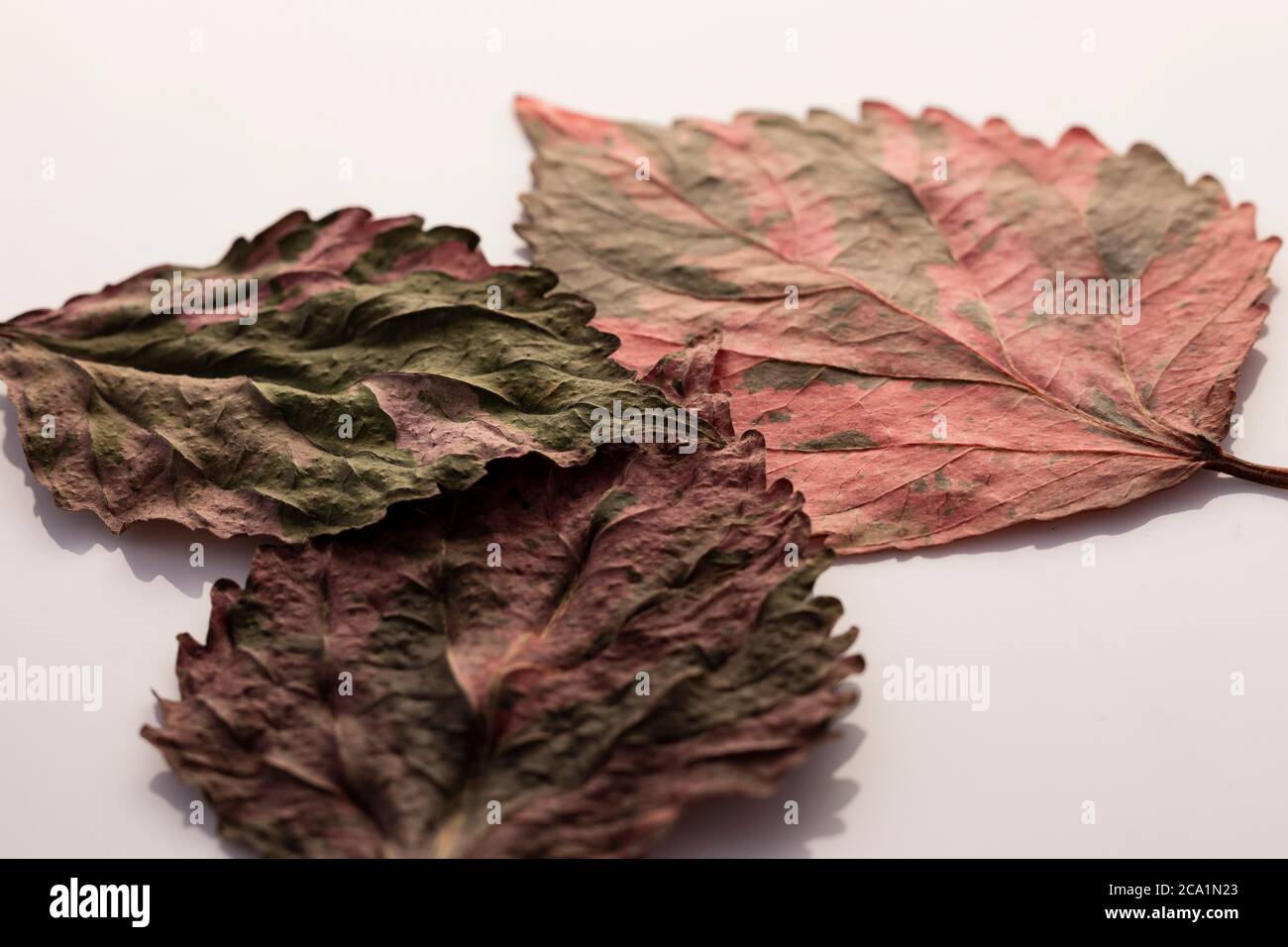 Still life and details of red leaves of a tree. Acalypha wilkesiana ...