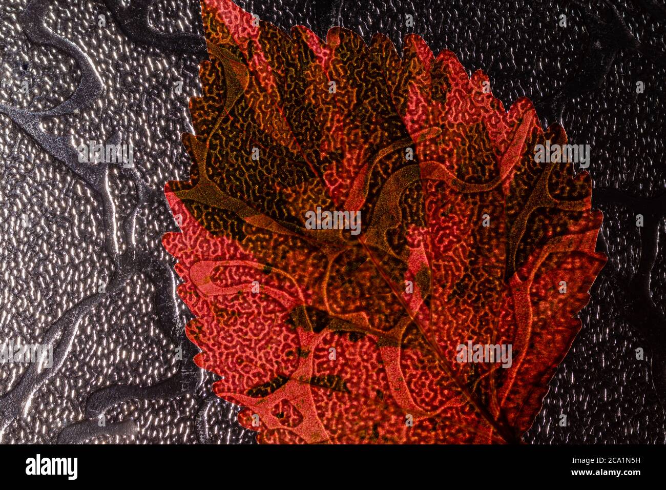 Still life and details of red leaves of a tree. Acalypha wilkesiana ...