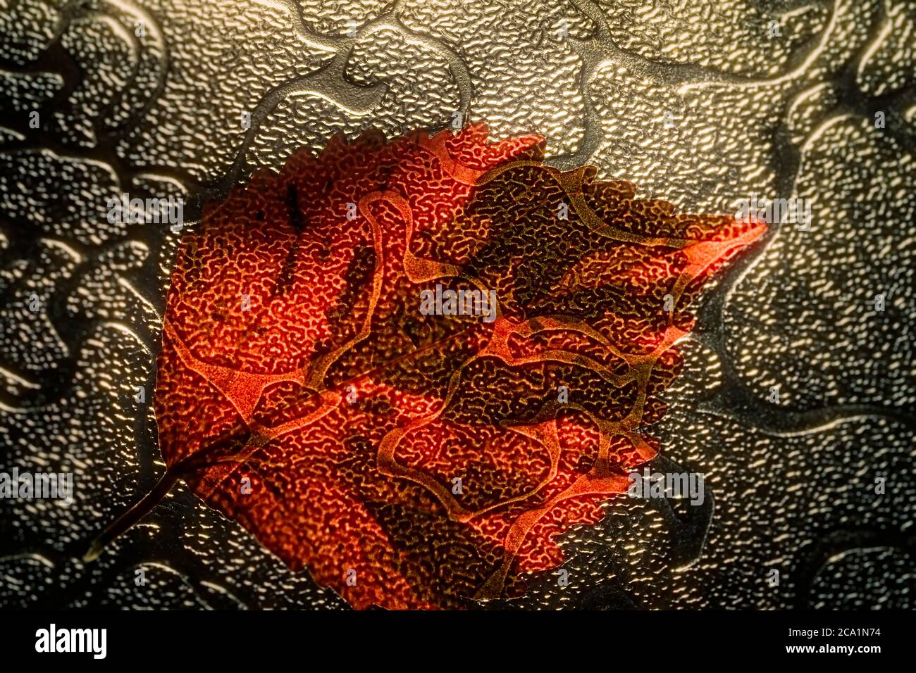 Still life and details of red leaves of a tree. Acalypha wilkesiana ...
