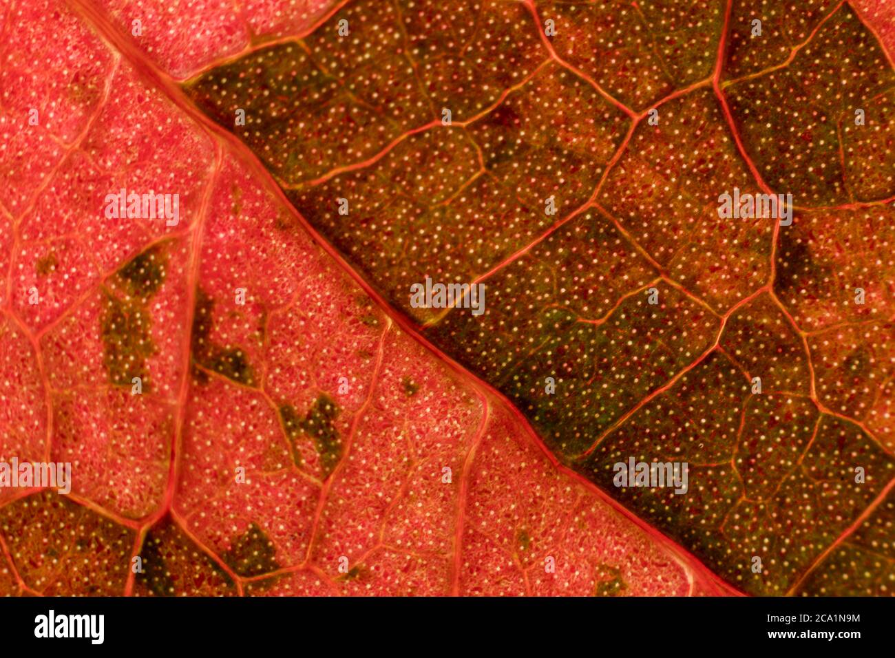 Still life and details of red leaves of a tree. Acalypha wilkesiana ...