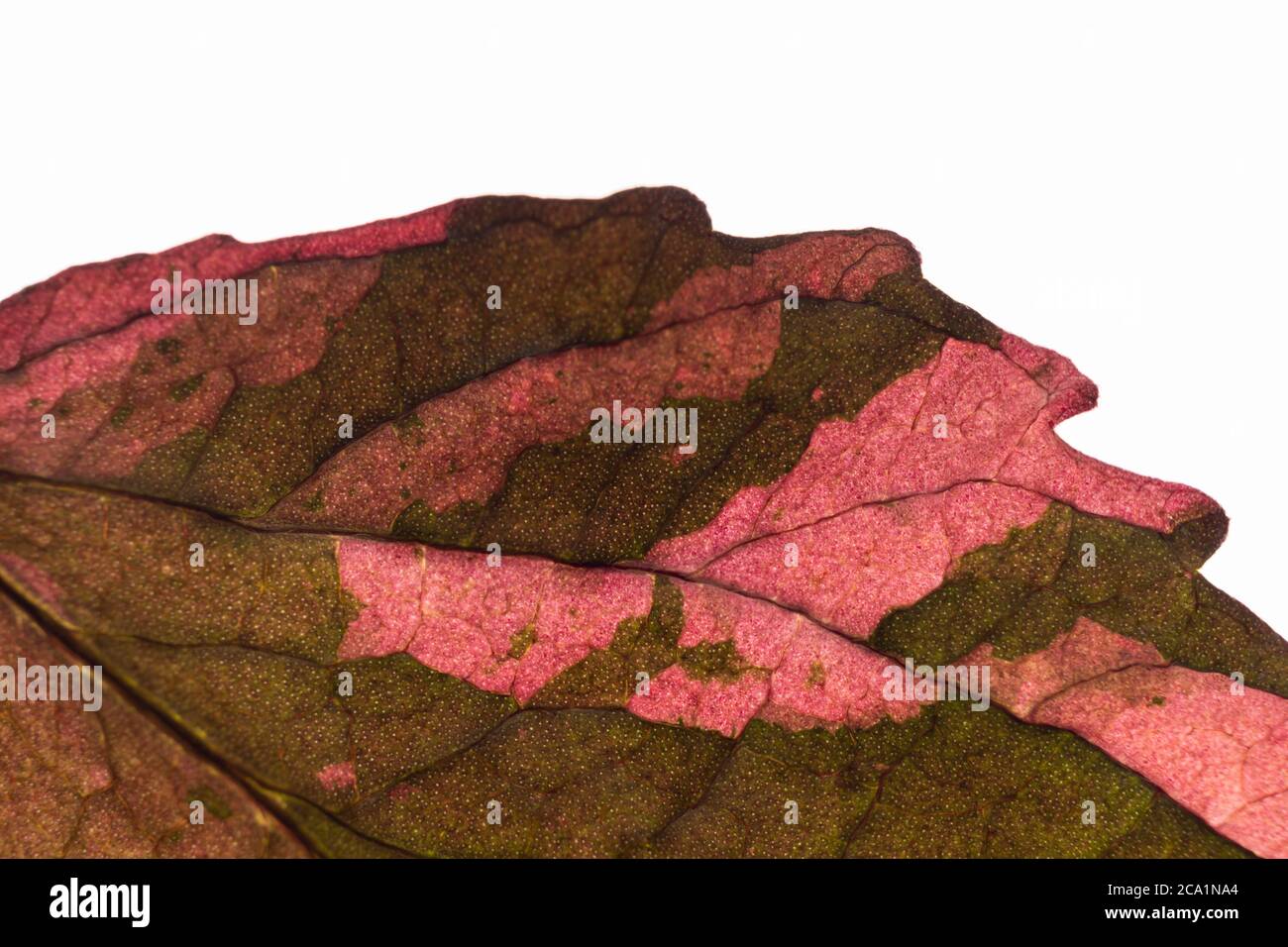 Still life and details of red leaves of a tree. Acalypha wilkesiana ...