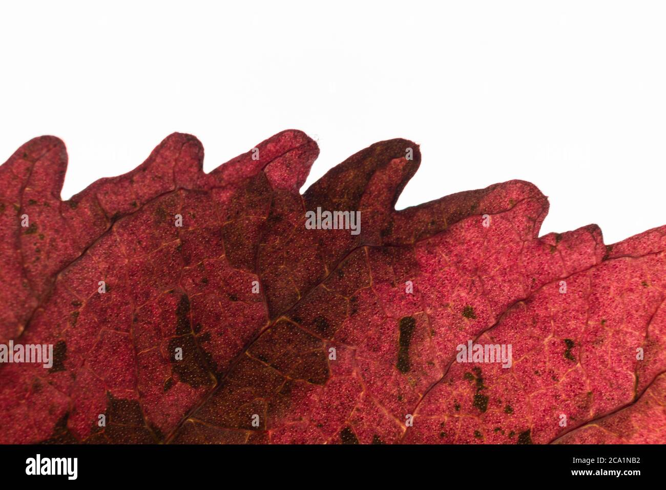 Still life and details of red leaves of a tree. Acalypha wilkesiana ...