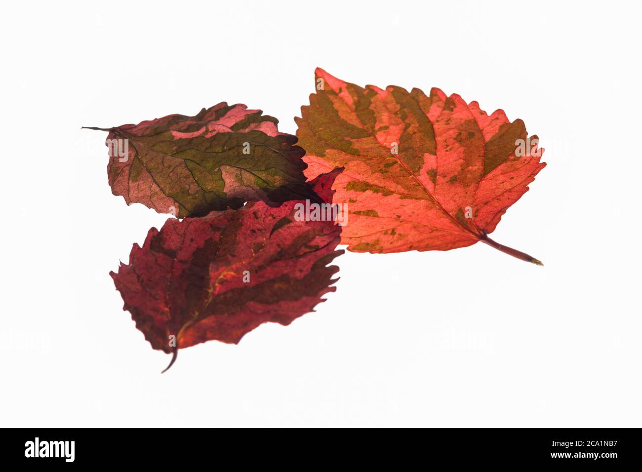 Still life and details of red leaves of a tree. Acalypha wilkesiana ...
