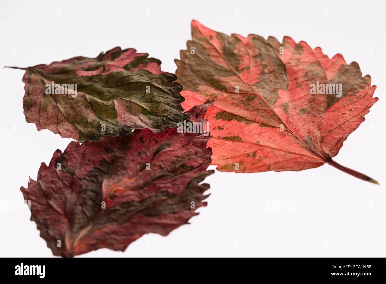 Still life and details of red leaves of a tree. Acalypha wilkesiana ...