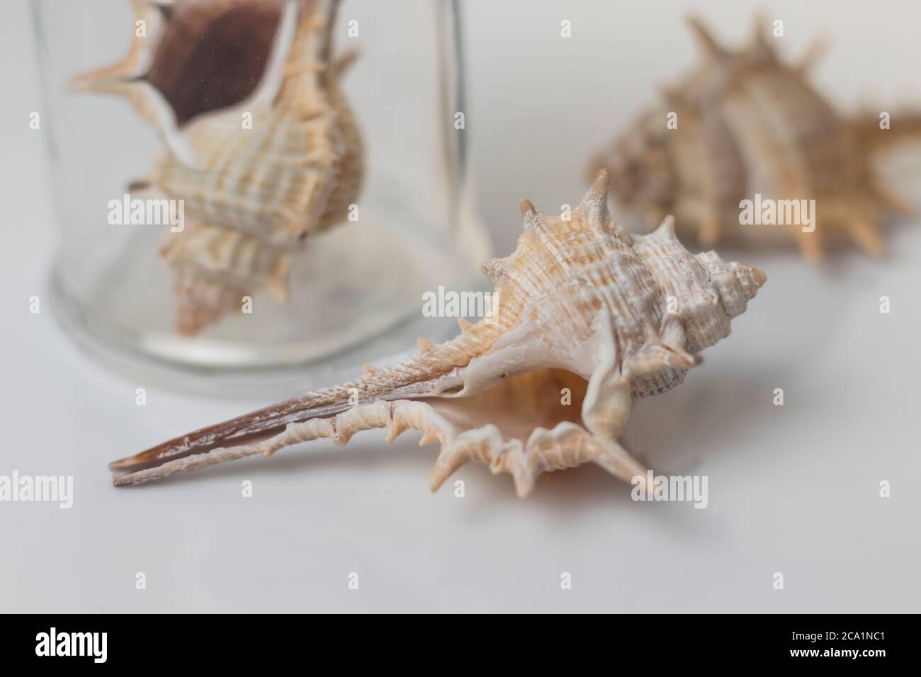 Sea shells still life. Composition of one or more seashells to ...