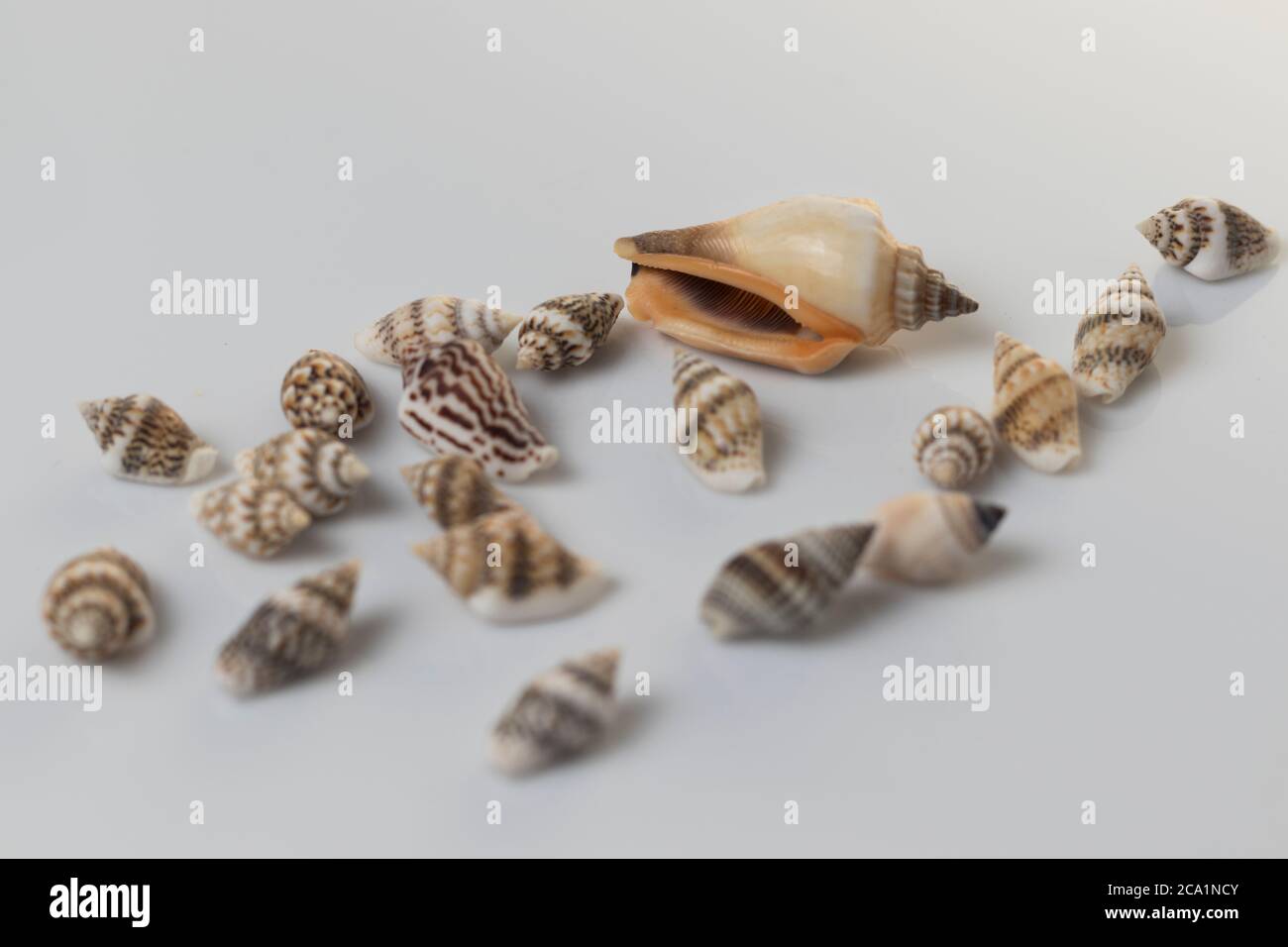 Sea shells still life. Composition of one or more seashells to ...