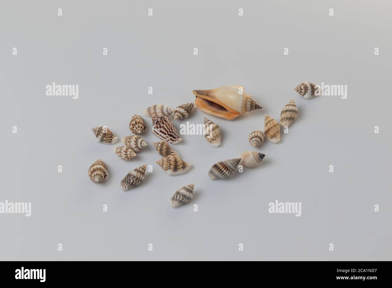 Sea shells still life. Composition of one or more seashells to ...