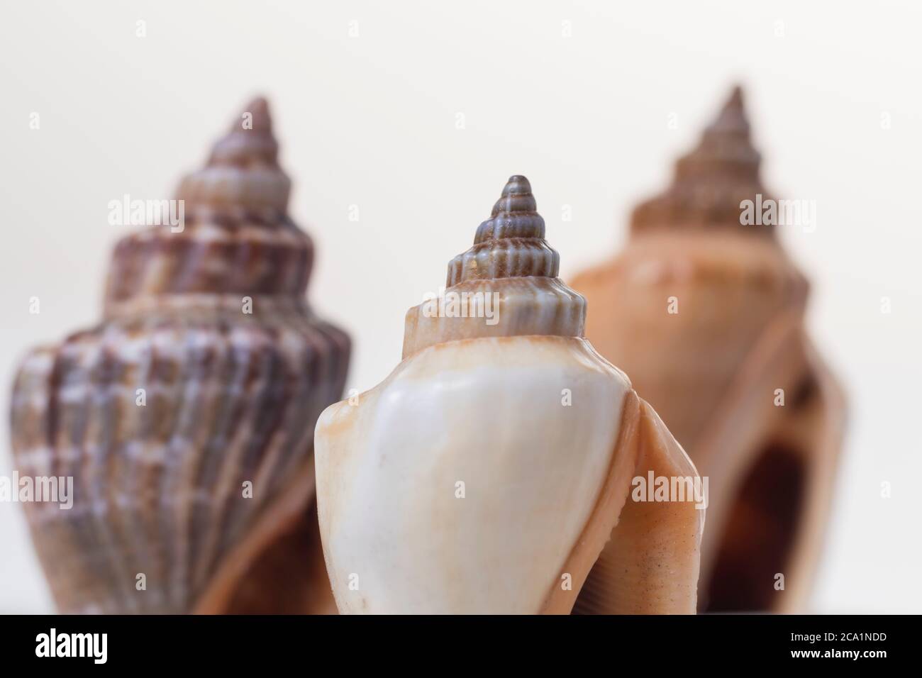 Sea shells still life. Composition of one or more seashells to ...