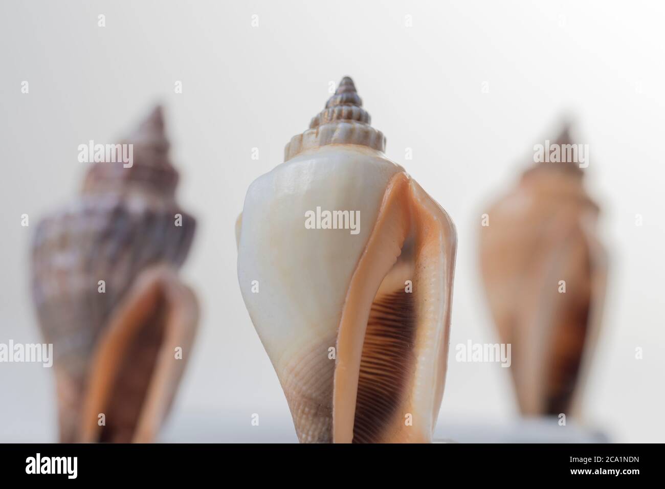 Sea shells still life. Composition of one or more seashells to ...