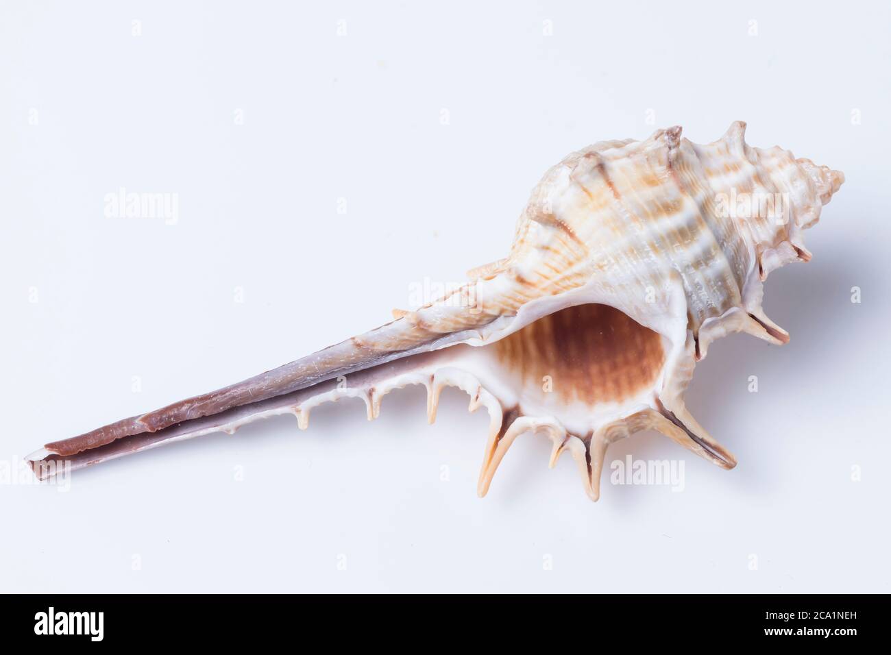 Sea shells still life. Composition of one or more seashells to ...