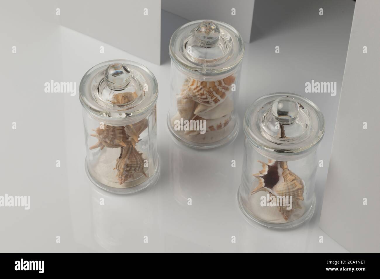 Sea shells still life. Composition of one or more seashells to ...