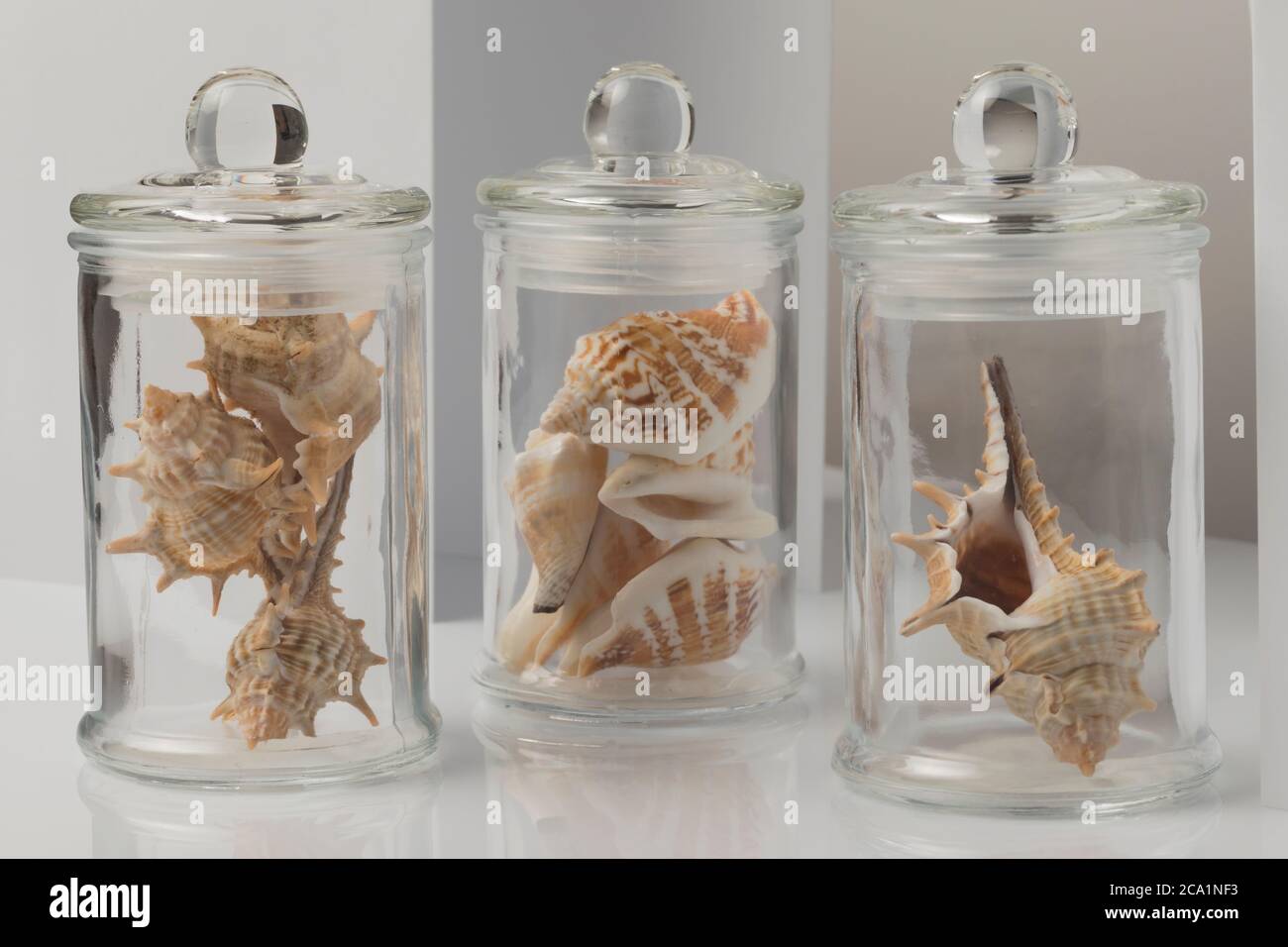 Sea shells still life. Composition of one or more seashells to ...