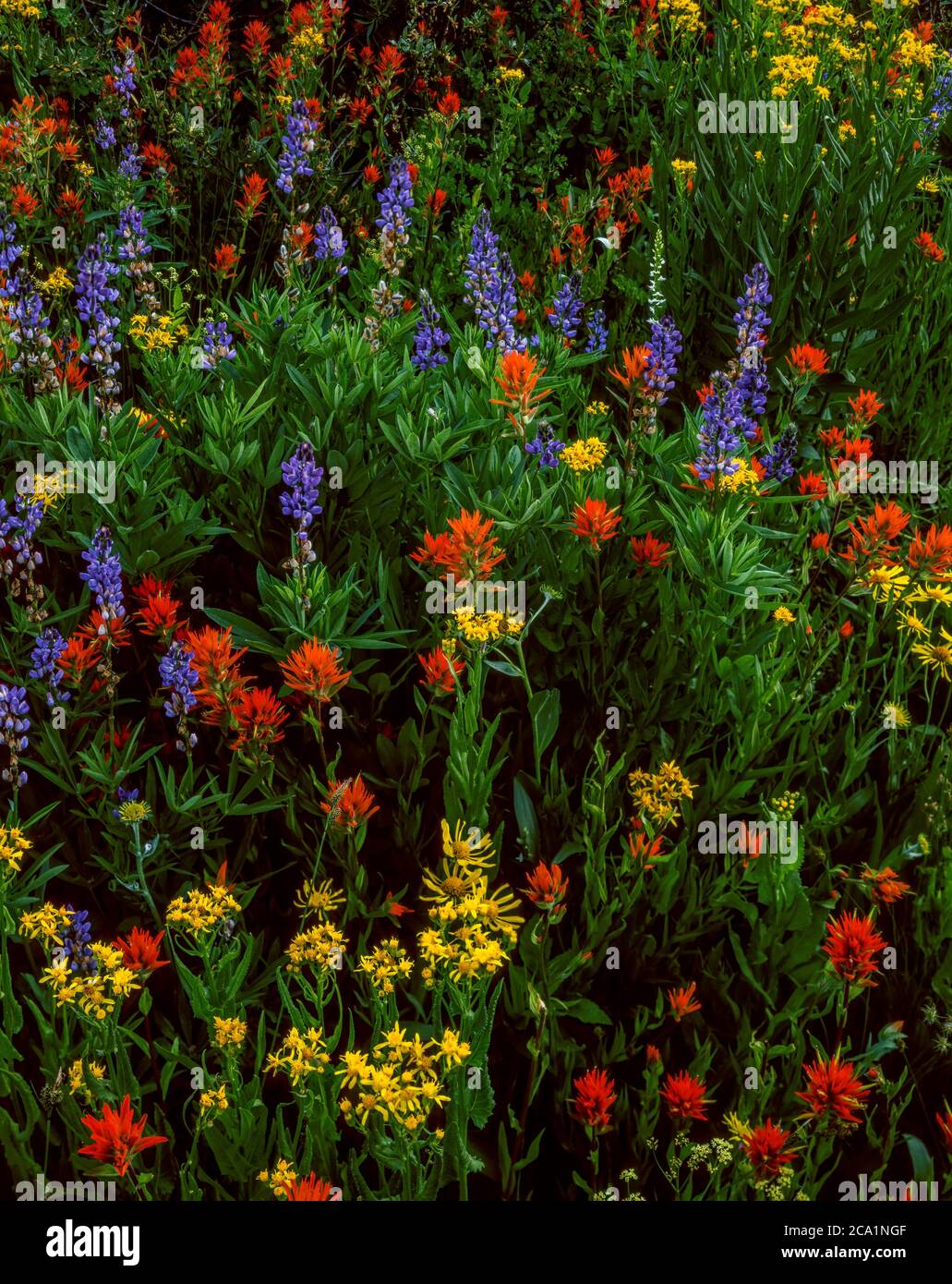 Groundsel, Paintbrush, Lupin, Carson-Iceberg Wilderness, Stanislaus ...
