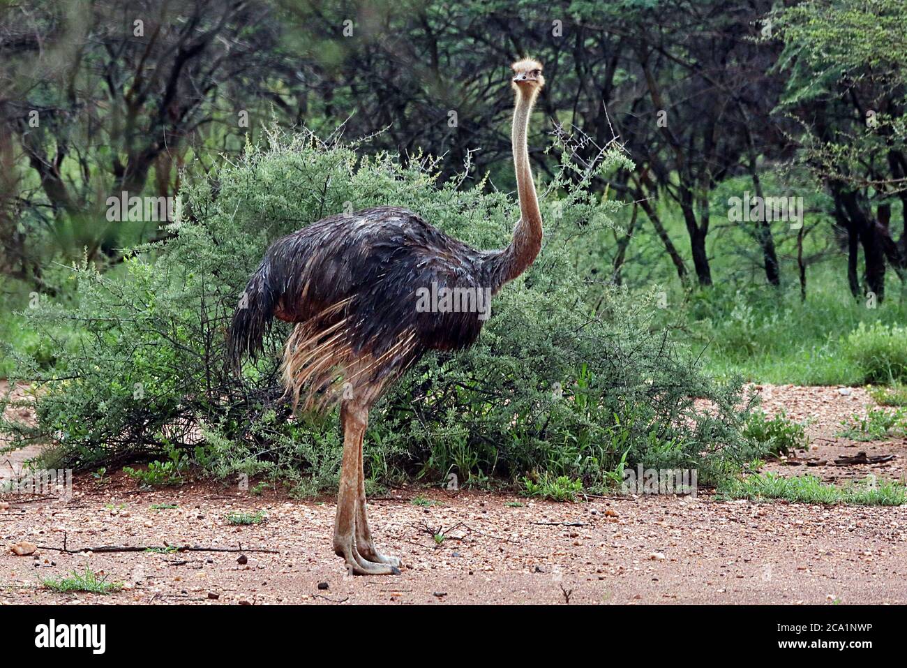 Safari namibia windhoek ostrich hi-res stock photography and images - Alamy