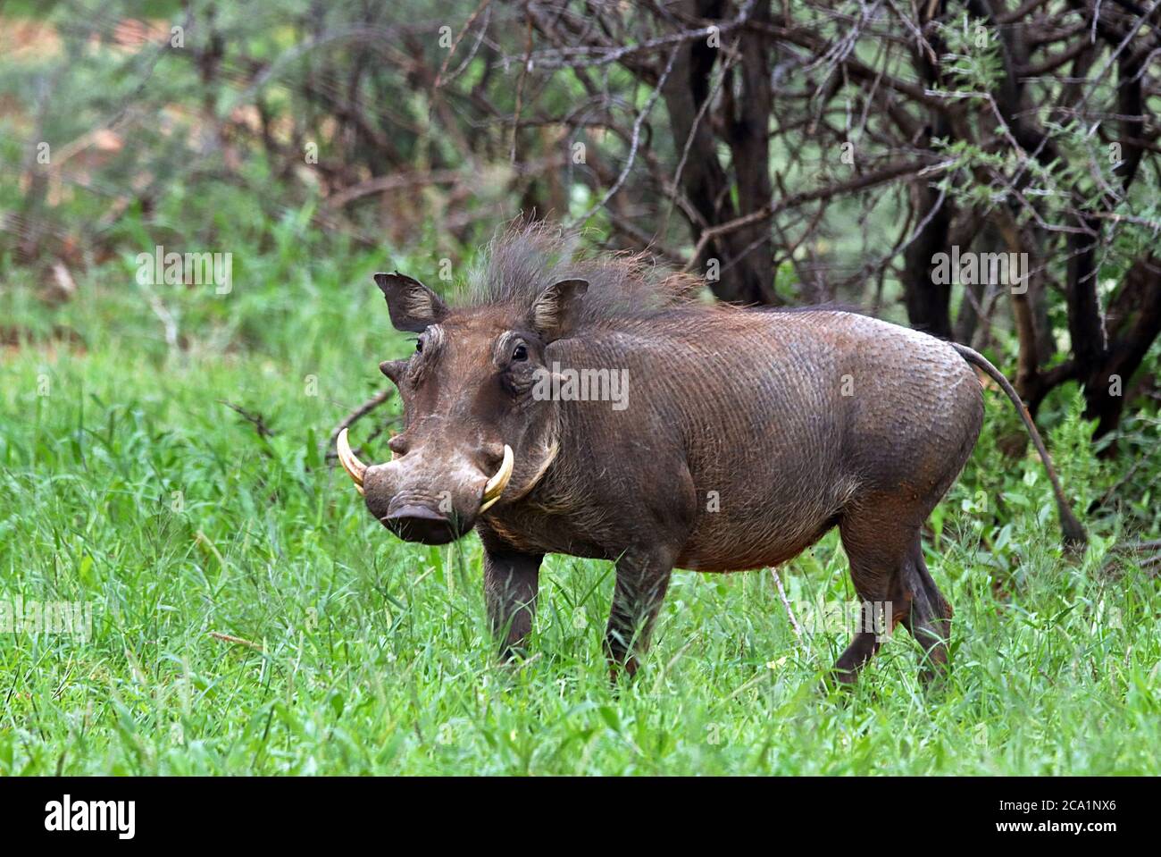 A wild Southern Warthog (Phacochoerus africanus) during the wet season ...