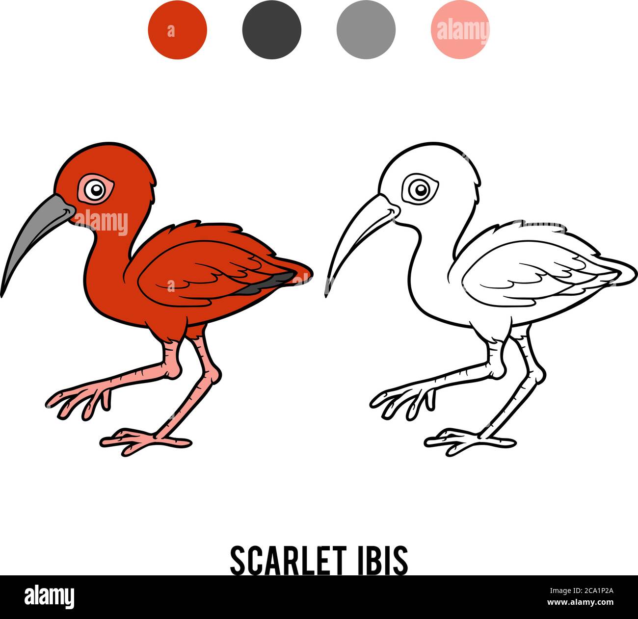Coloring book for children, Scarlet ibis Stock Vector Image & Art - Alamy