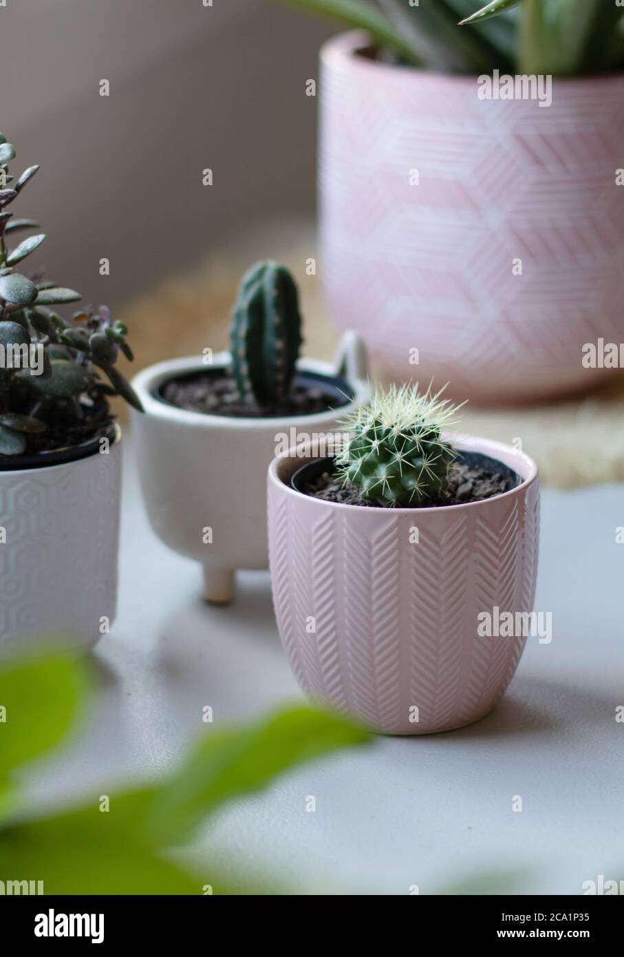 Potted cactus hi-res stock photography and images - Alamy