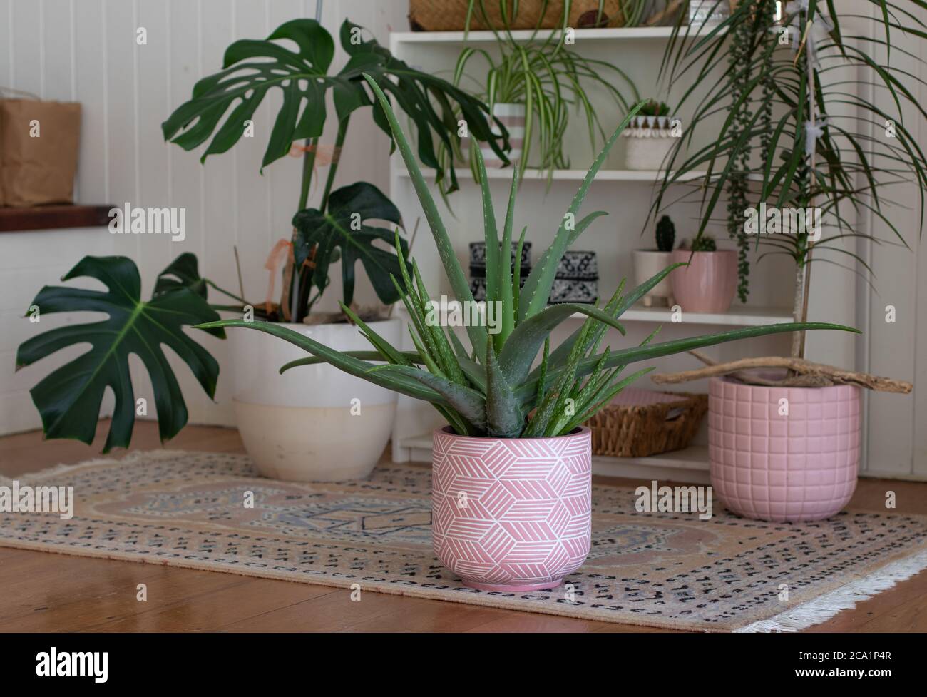 Indoor plants home group hi-res stock photography and images - Alamy
