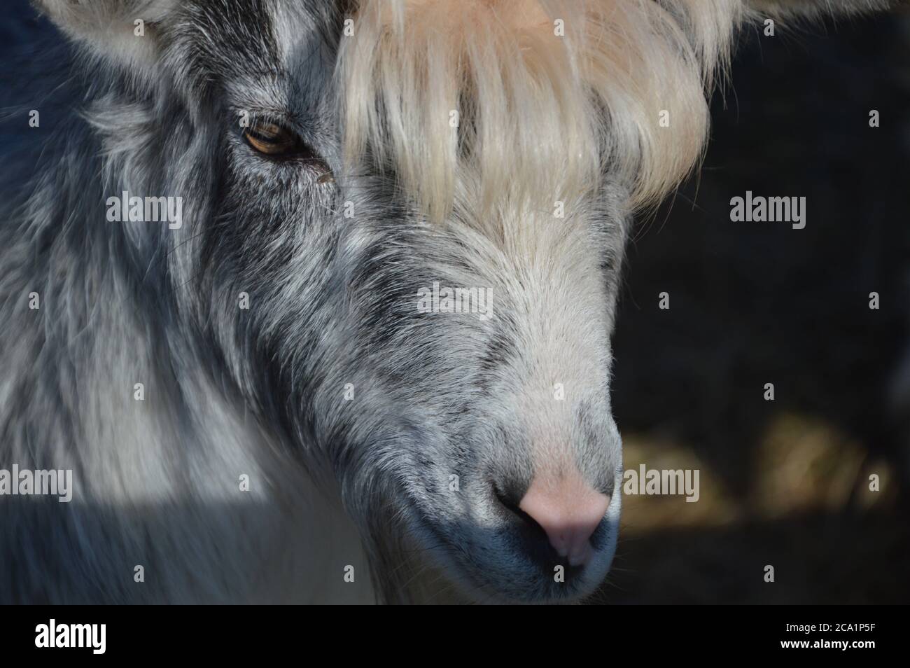 Cute goat hi-res stock photography and images - Alamy