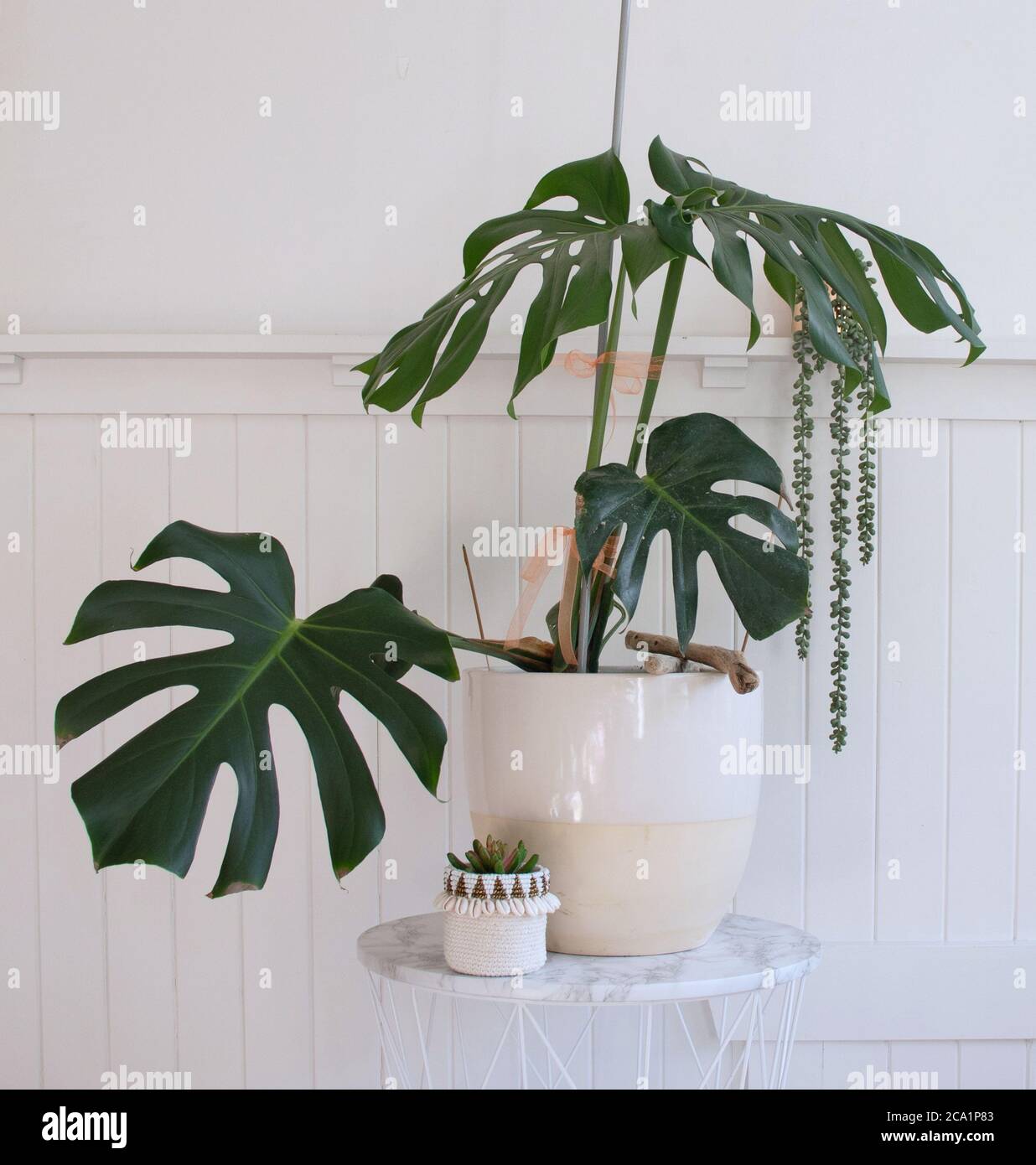 large indoor Monstera plant in pot in white room Stock Photo - Alamy