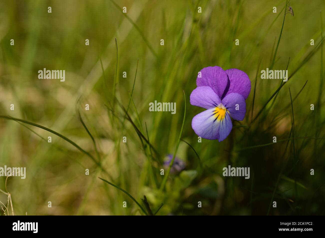 Spring flowering viola hi-res stock photography and images - Alamy