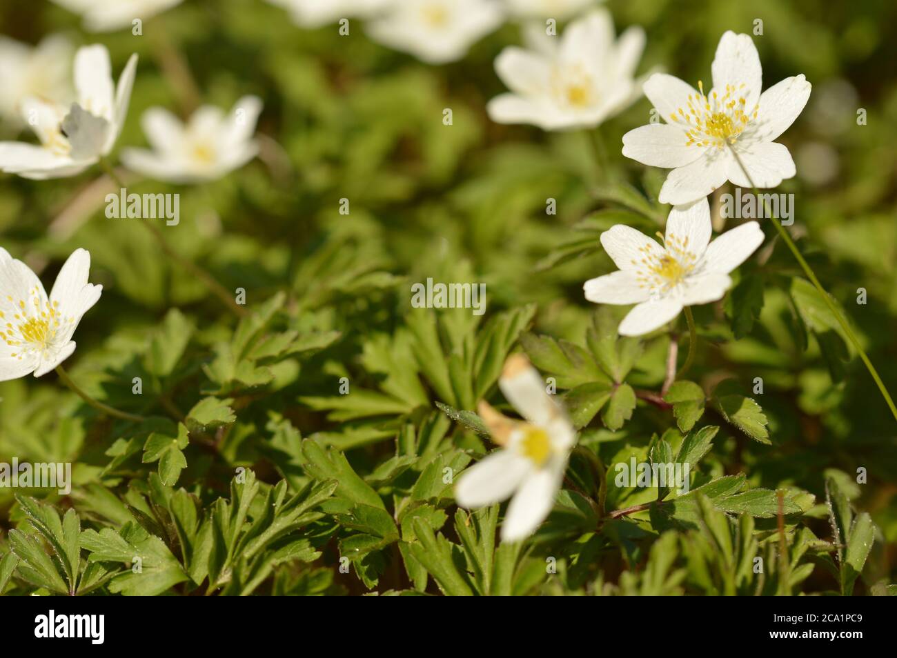 White spring flowers hi-res stock photography and images - Alamy