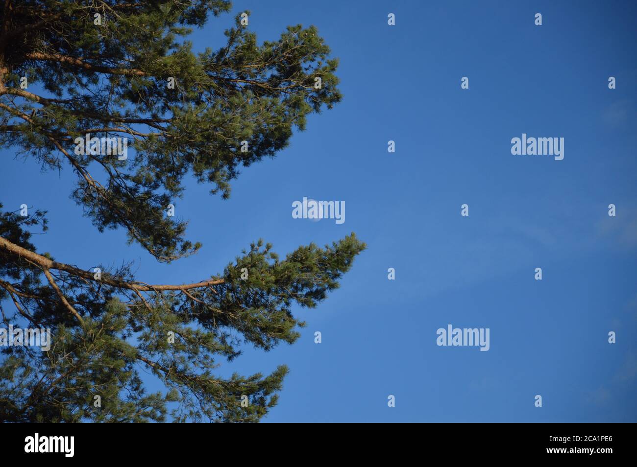 Moon behind tree branches hi-res stock photography and images - Alamy