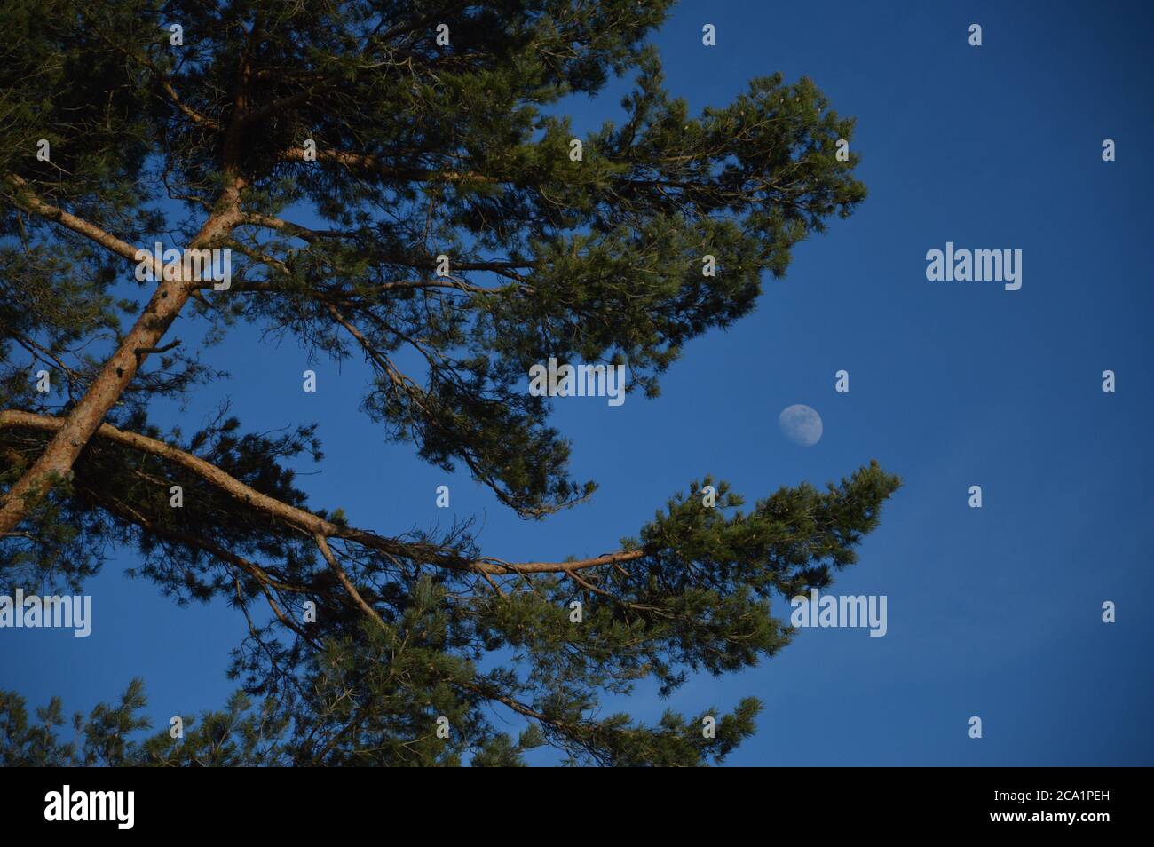 Moon behind tree Stock Photo - Alamy