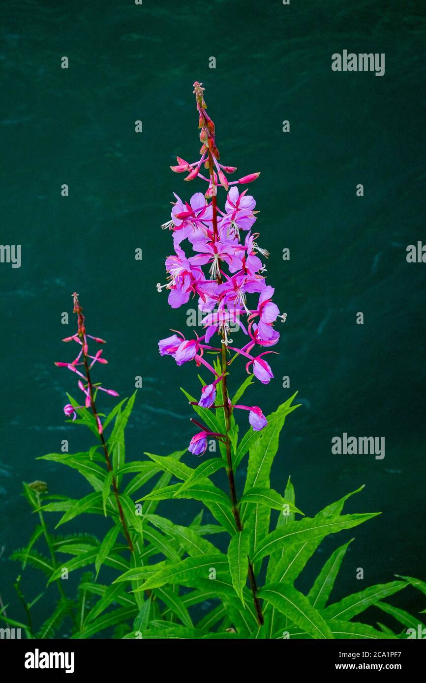 Fireweed flowers, Mount Robson Provincial Park, British Columbia ...