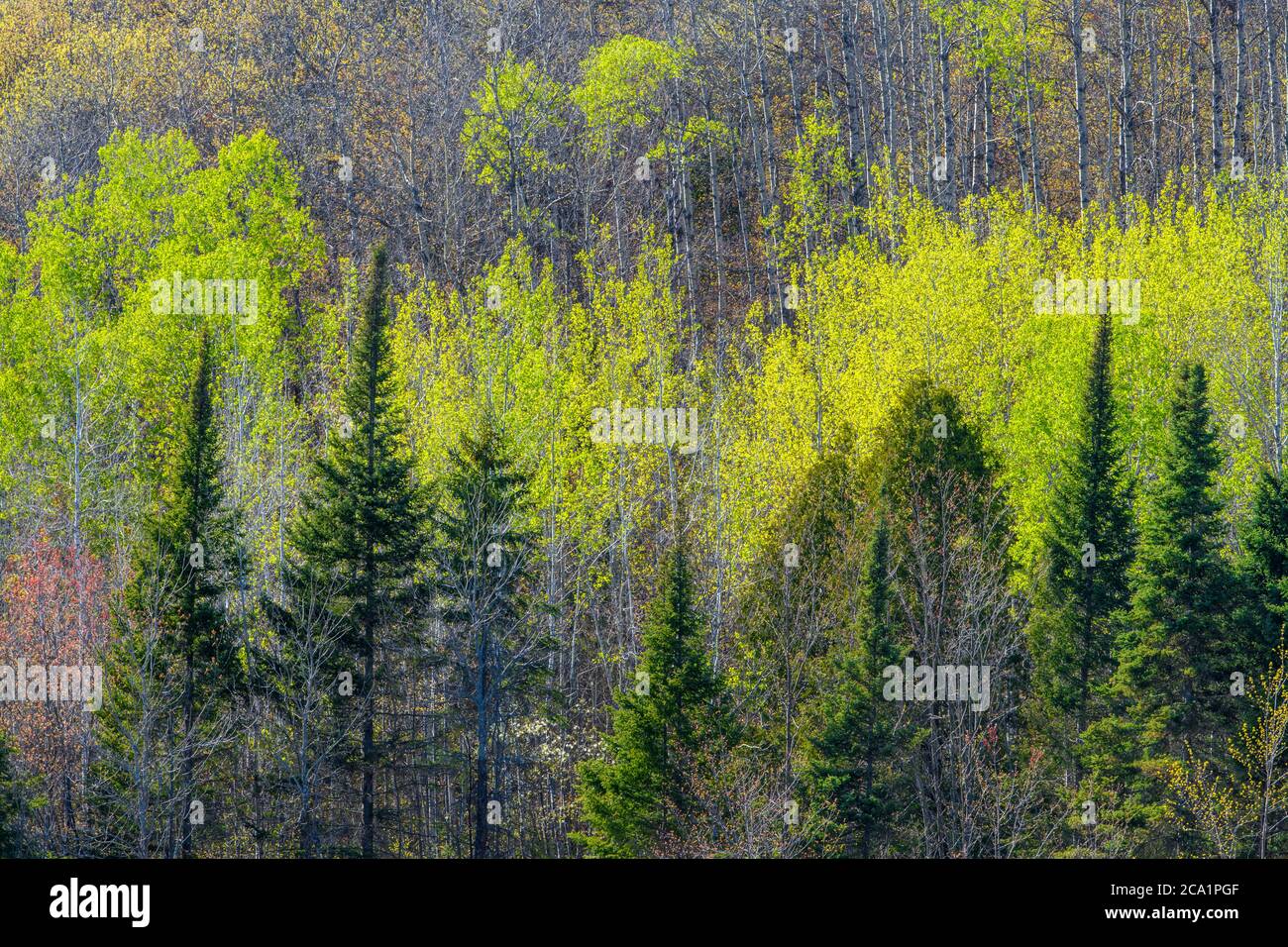 Mixed forest in spring hi-res stock photography and images - Alamy
