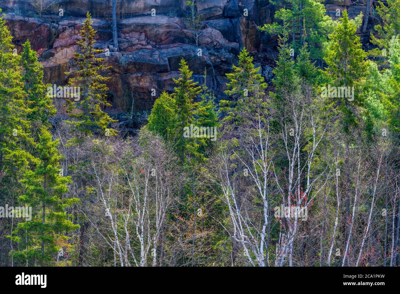 A mixed forest in spring at the base of a cliff, Wanup, Ontario, Canada ...