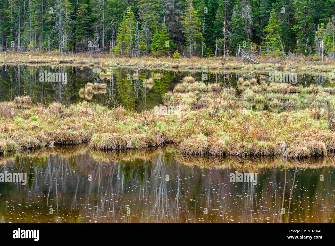 Early spring vegetation reflected in Windy Creek, Onaping, Greater ...