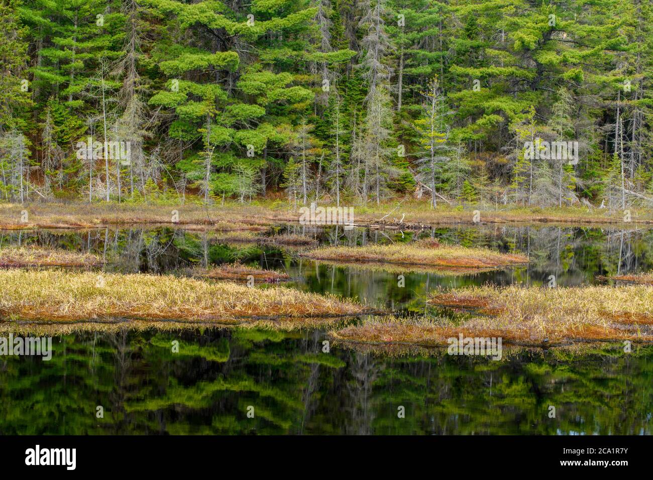 Reflections in a beaver pond in early spring, Cartier, Ontario, Canada ...