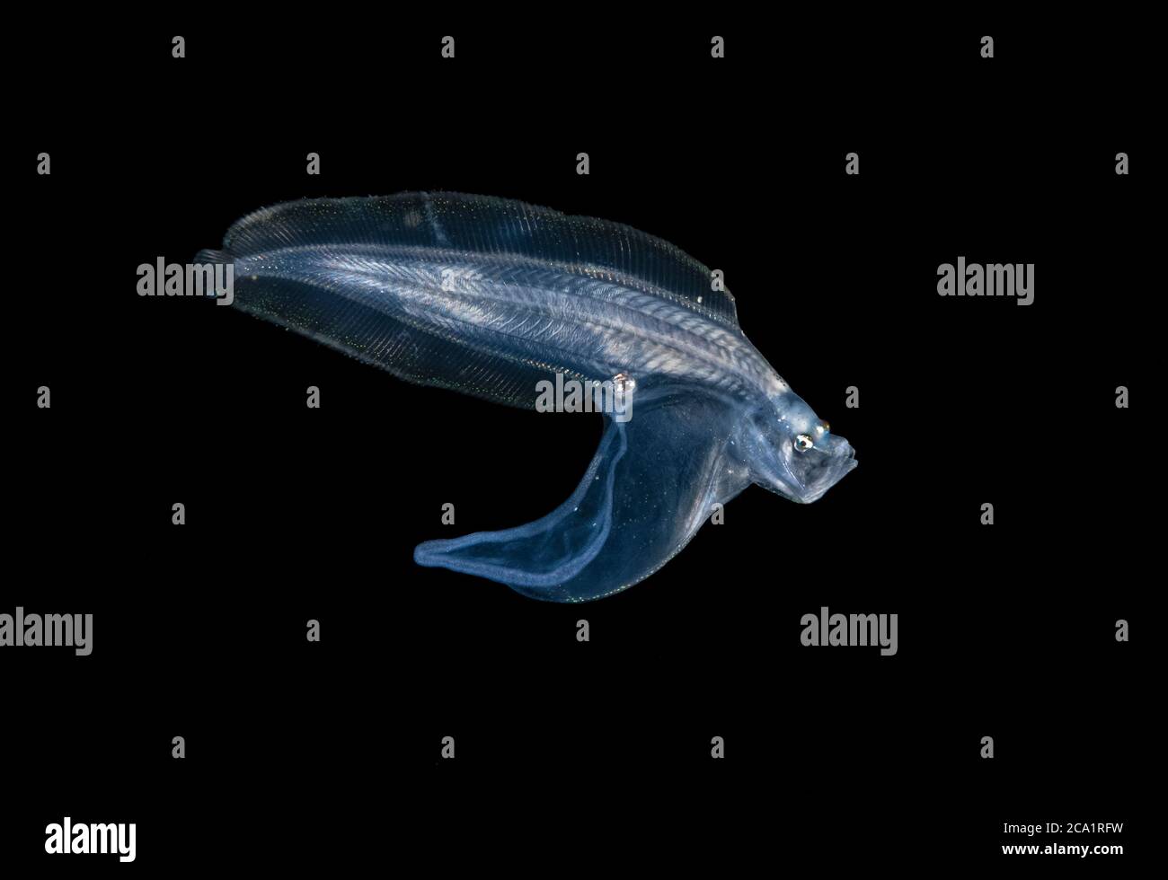 deep water cusk eel larva, possibly Luciobrotula sp., family Ophidiidae ...