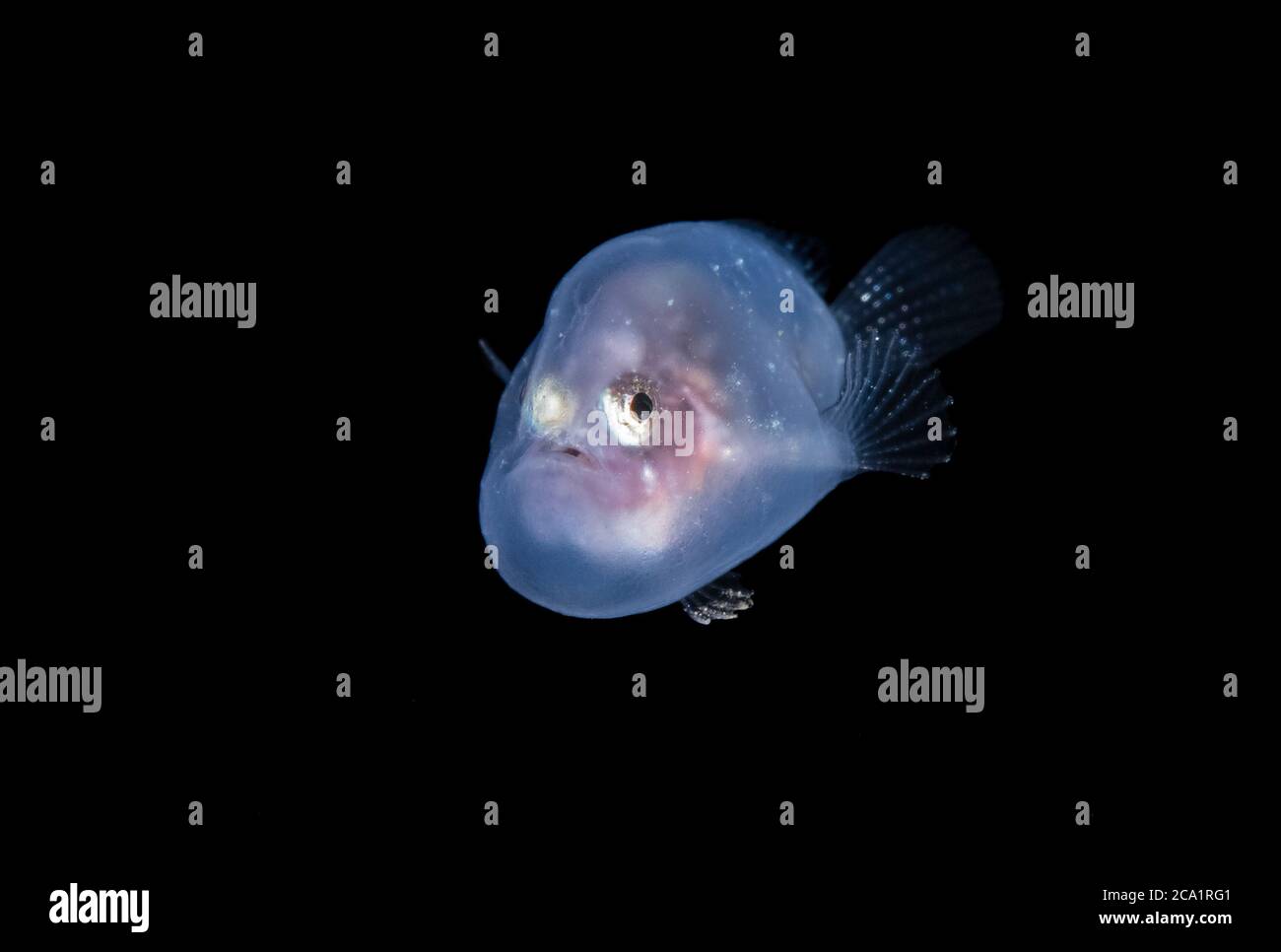 Frogfish, Antennarius sp., larva, drifting in the open ocean, encased ...